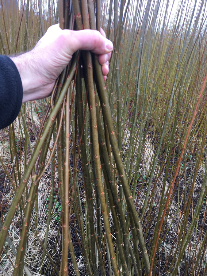 Jay Davey Bespoke Willow - Bespoke Willow